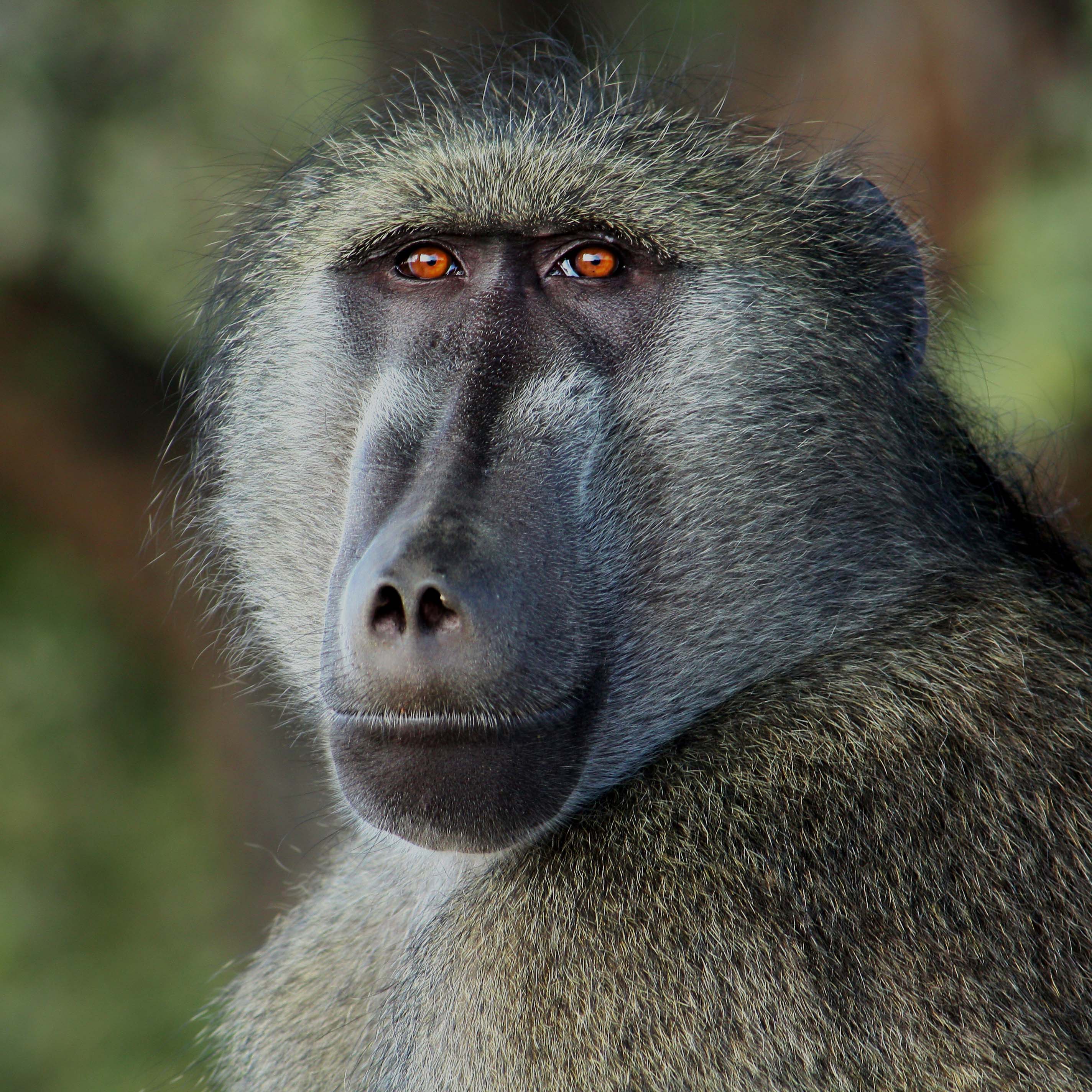 Baboon Portrait – One World, Two Feet