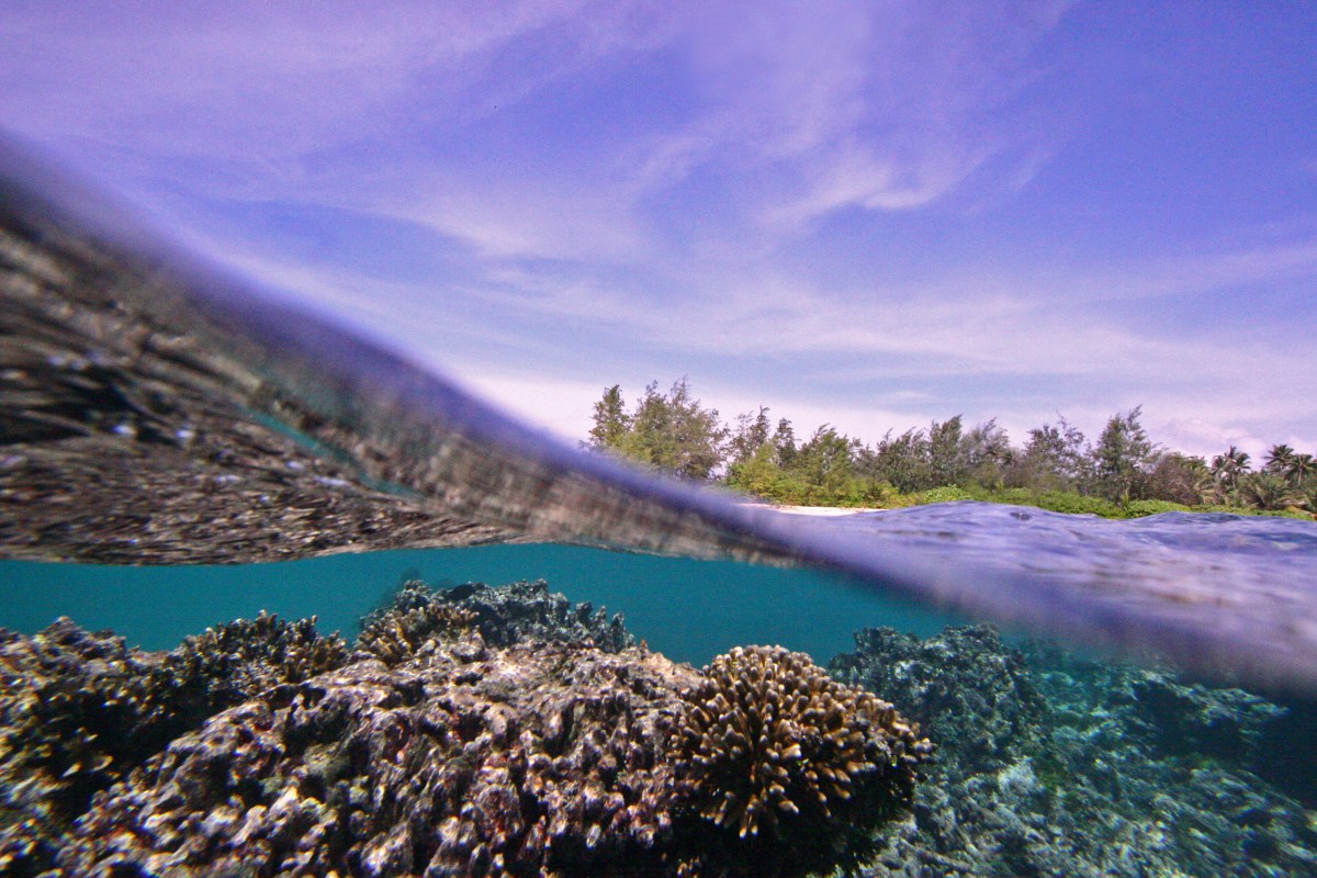 The Coral of Denis Island – One World, Two Feet