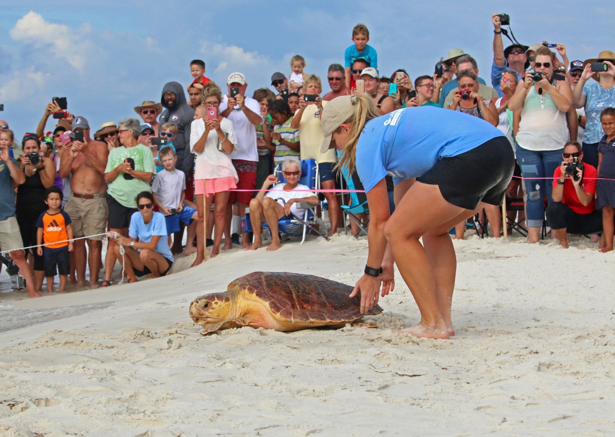 Releasing Four Sea Turtles on Okaloosa Island – One World, Two Feet
