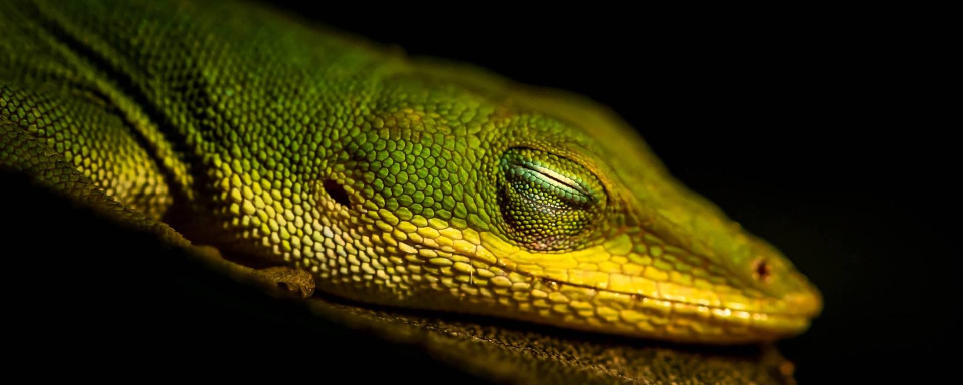 Sleeping Green Anole Lizard – One World, Two Feet